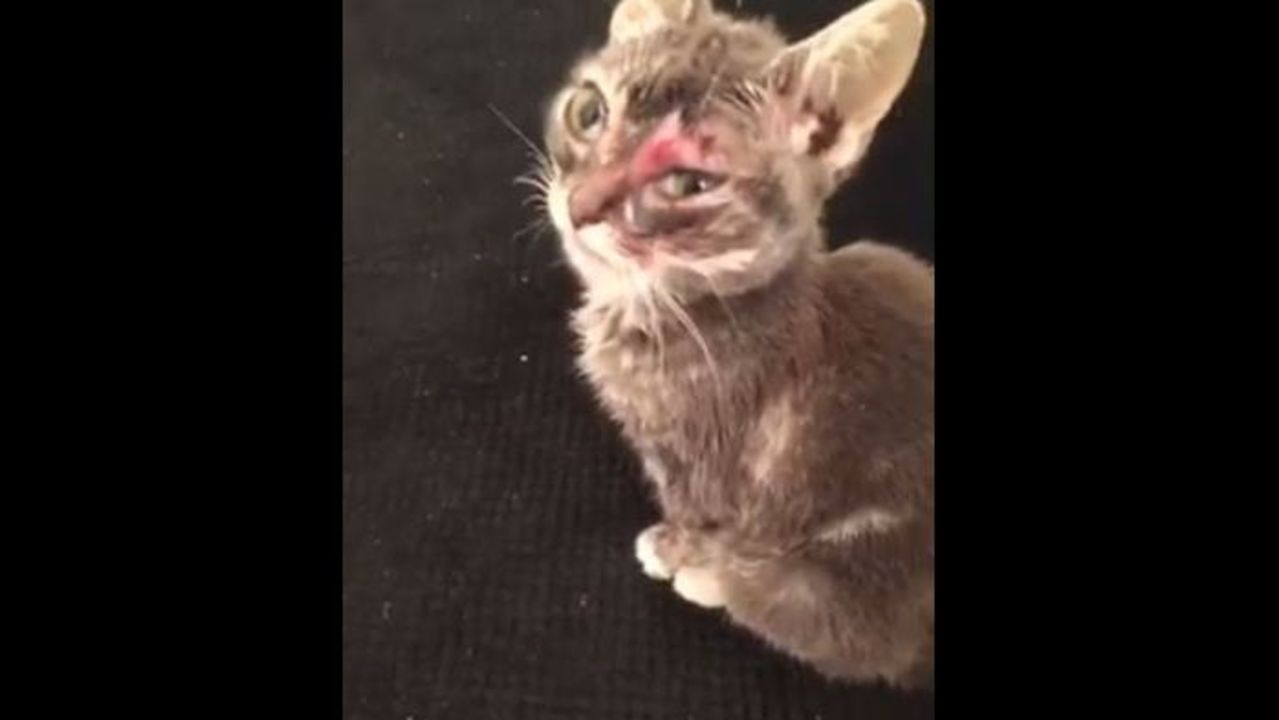 Kitten euthanized after beaten by kids, witness says