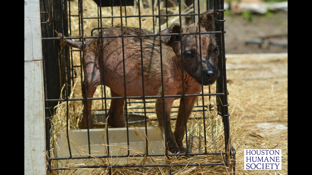 12 neglected animals seized during coordinated raid