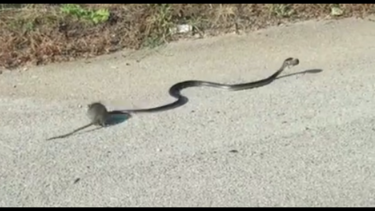 Watch this mama rat save her baby from a snake