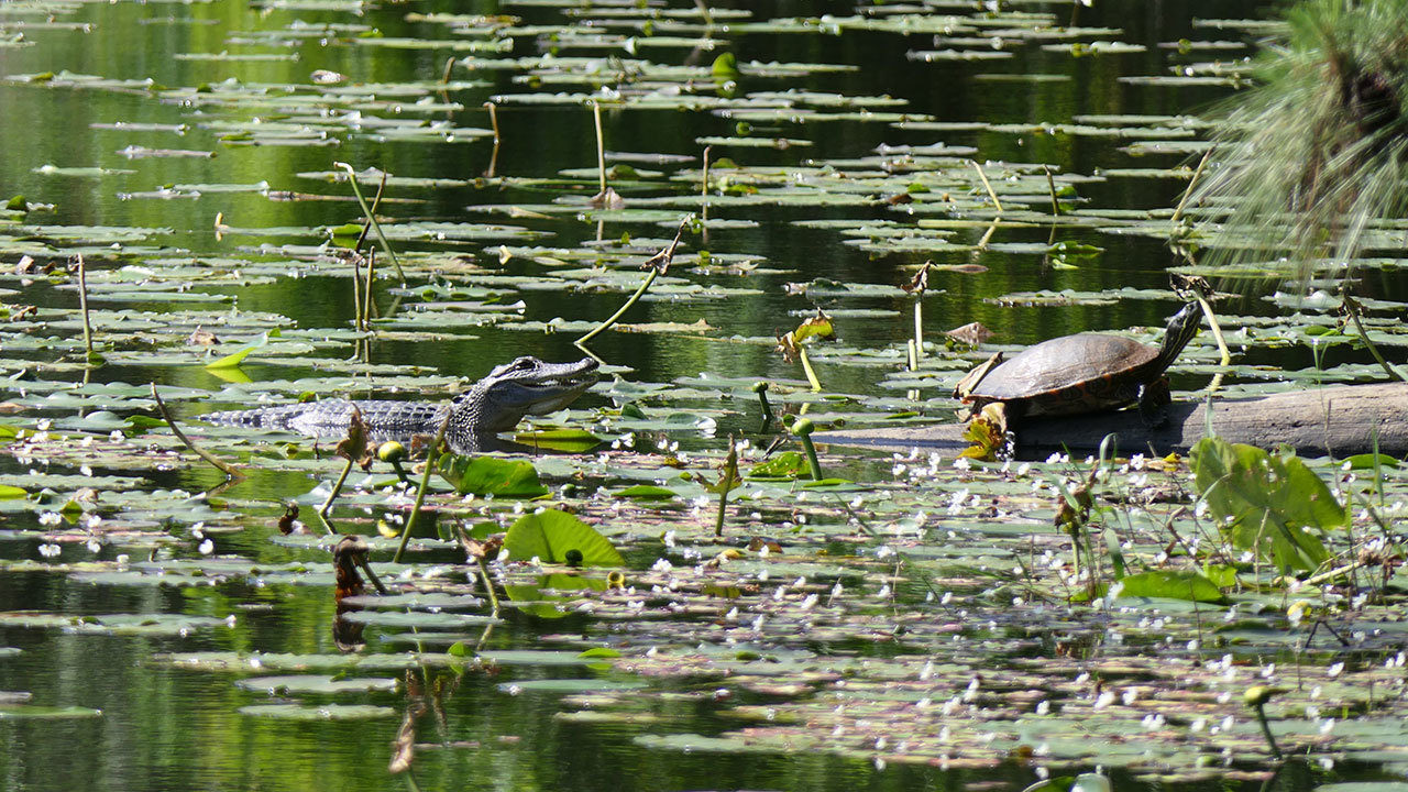 19 alligator incidents in the Houston area you might remember
